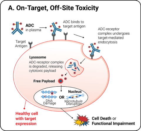 NJ Bio, Inc. — Recent Advances in ADCs