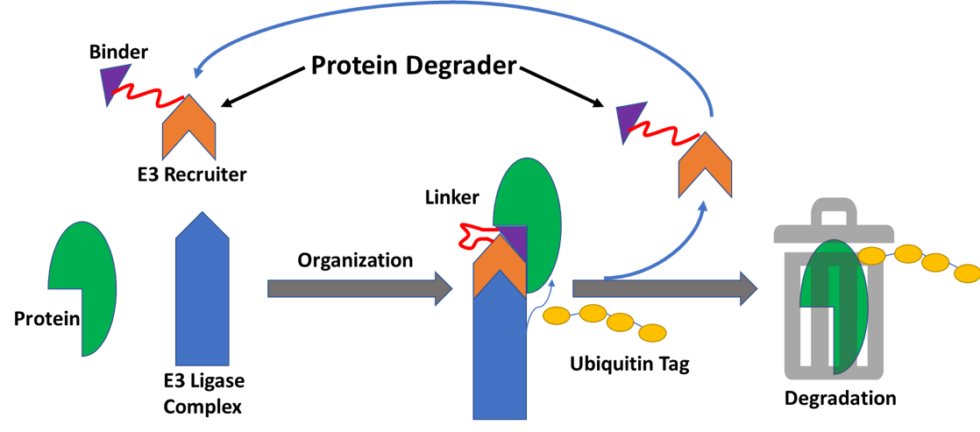 NJ Bio, Inc. — Protein Degraders