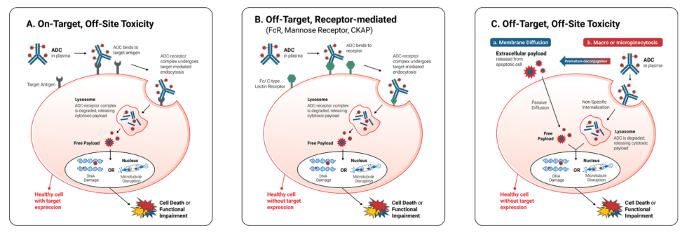 NJ Bio, Inc. — Recent Advances in ADCs