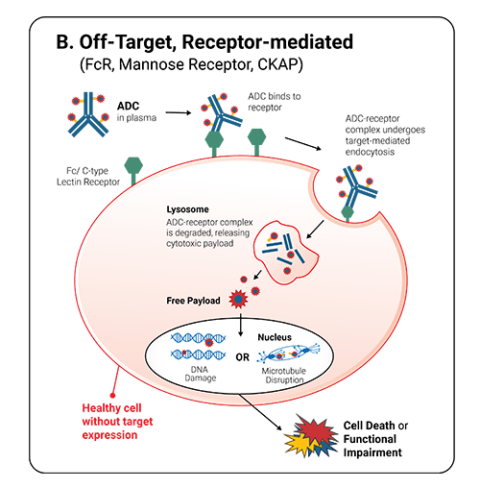 NJ Bio, Inc. — Recent Advances in ADCs