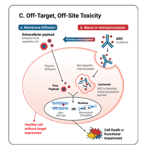 NJ Bio, Inc. — Recent Advances in ADCs