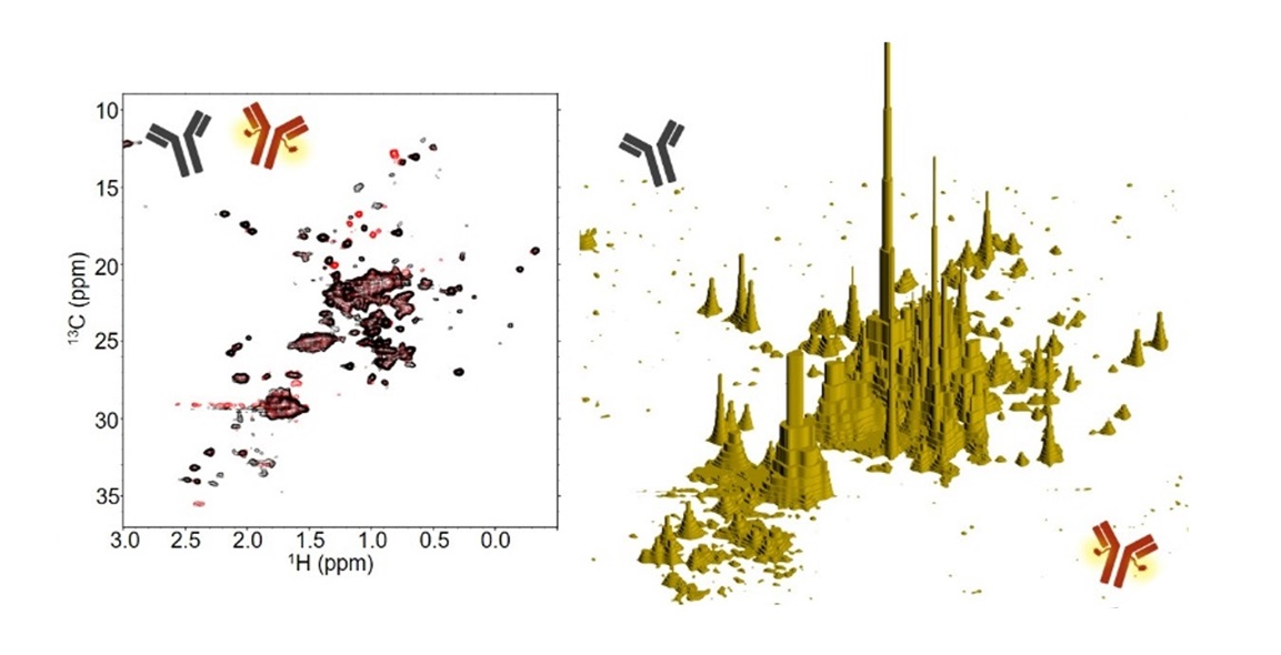 NJ Bio Advances ADC Structural Analysis with First Published 2D NMR ...